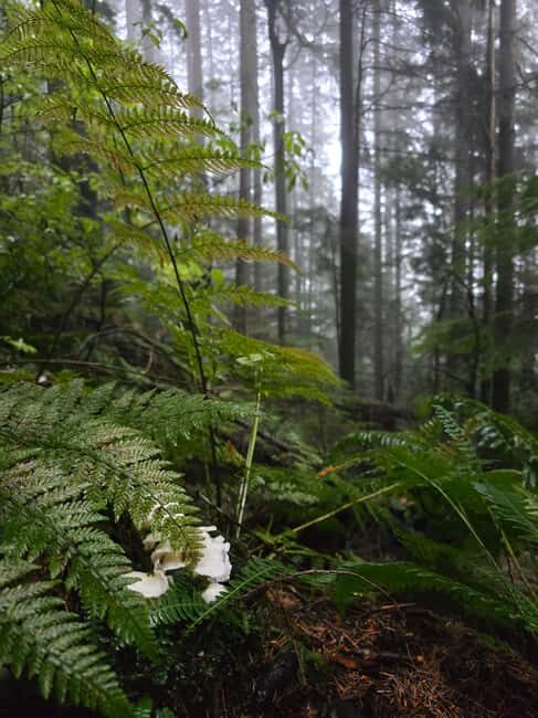 North Vancouver: Guided Forest Therapy & Forest Bathing Walk - The Sum Up