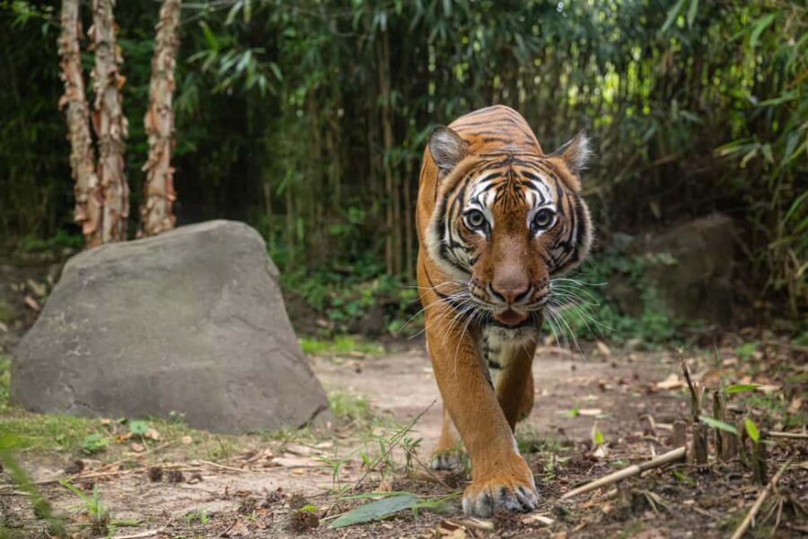 NYC: Bronx Zoo Entry Ticket - The Sum Up