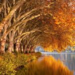 NYC Fall Foliage Cruise - Practical Tips for Travelers