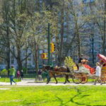 NYC Private Central Park Horse Carriage Ride with Guide - What Reviewers Say