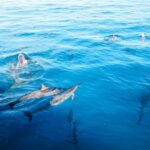 Oahu Dolphin Watch, Turtle Snorkel, Waterslide Activities - Practical Details and Tips for a Smooth Experience