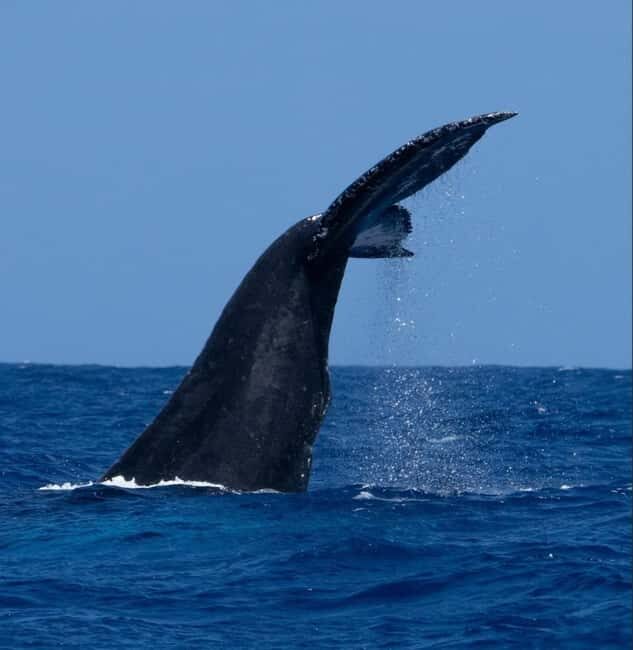 Oahu: Humpback Whale Watching Tour - Who Should Consider This Tour?