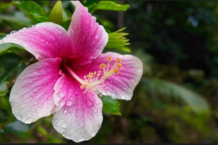 Oahu: Private Tour-North Shore feat. Waimea Falls - Food & Local Flavor