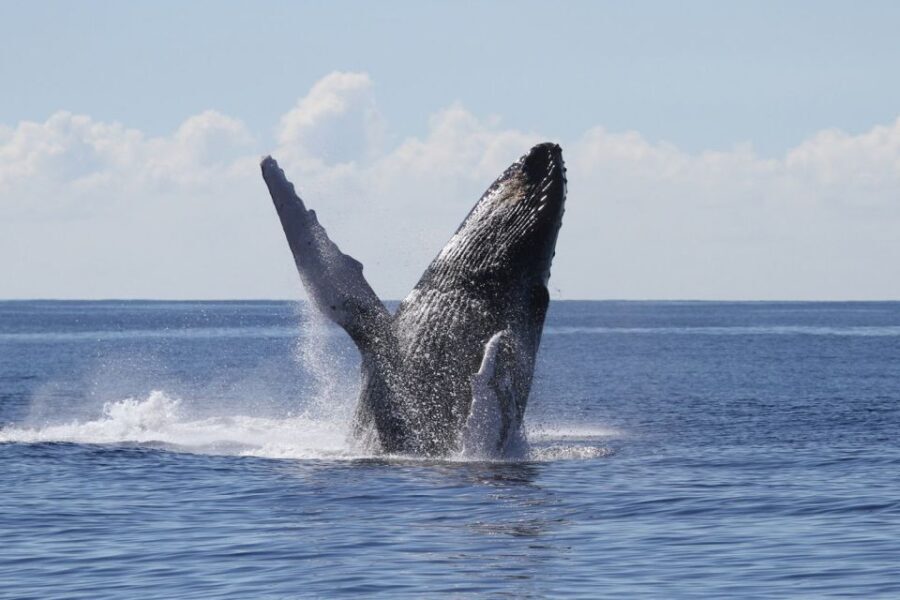 Oahu: Seasonal Whale Watch Cruise - Value and Pricing