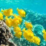 Oahu: Waikiki Turtle Snorkel Sail - The Practical Side: What’s Included and What to Bring