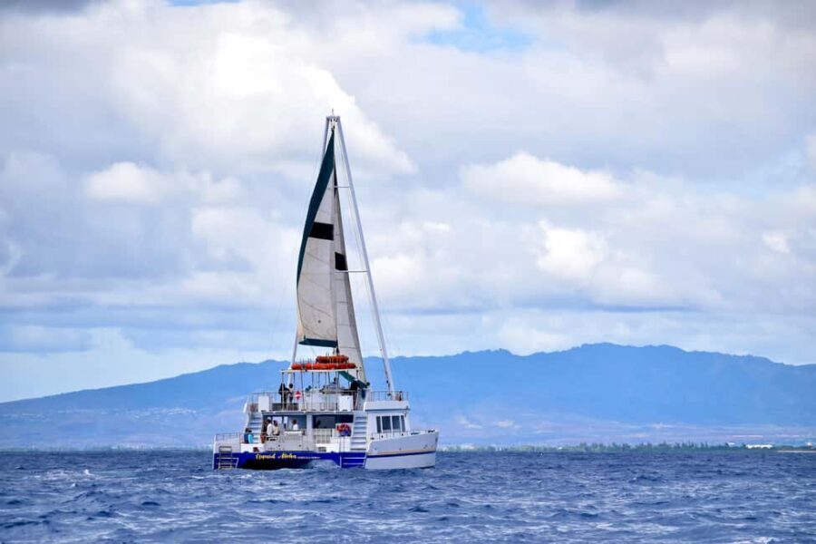 Oahu: Waikiki Whale Watching Cruise - The Itinerary and What to Expect