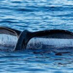 Oahu Whale Watch Tour & Waikiki Sunset Boat Tour - Who Should Consider This Tour?