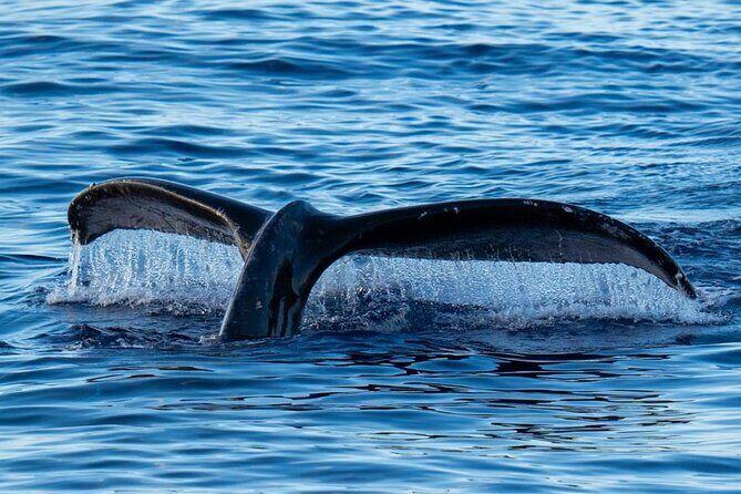 Oahu Whale Watch Tour & Waikiki Sunset Boat Tour - Who Should Consider This Tour?