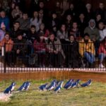 Oamaru: Penguins Evening Viewing Ticket - Practical Details and Tips