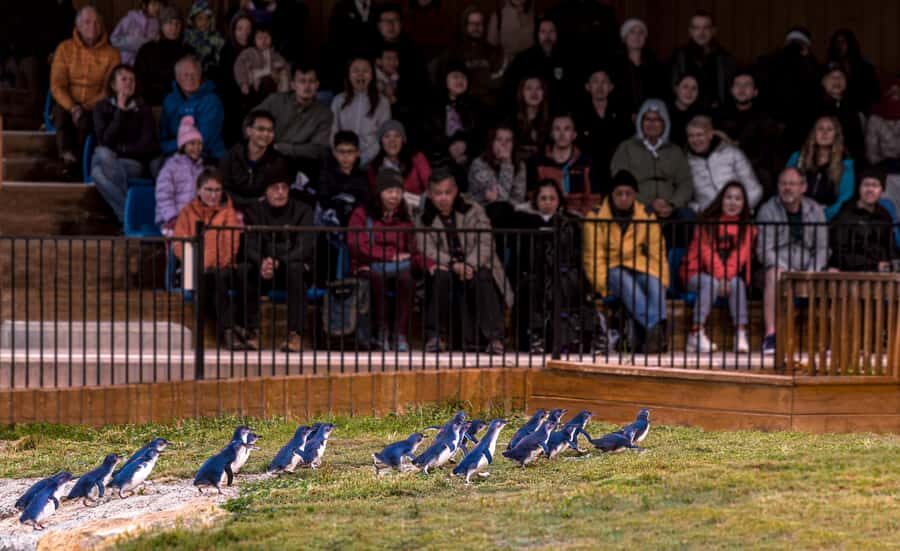 Oamaru: Penguins Evening Viewing Ticket - Practical Details and Tips