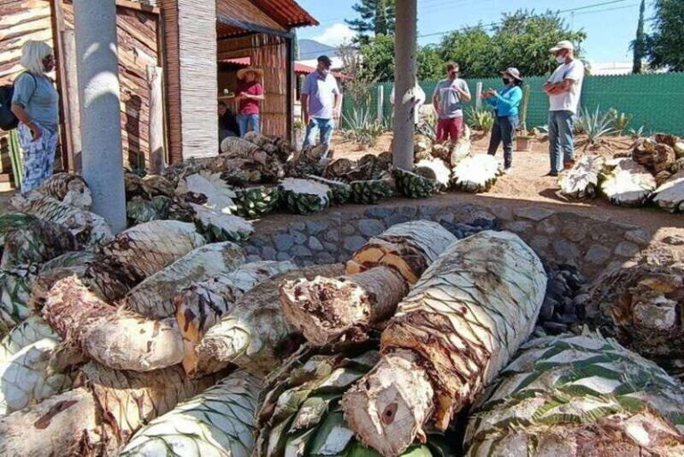 Oaxaca: Ancestral Mezcal Experience - Final Thoughts: Is It Worth It?