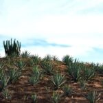 Oaxaca: Mezcal Tasting & Barrel Ride - Why This Tour Offers Great Value