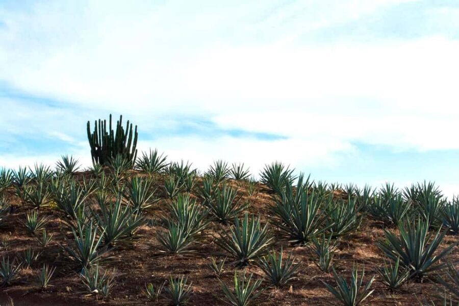 Oaxaca: Mezcal Tasting & Barrel Ride - Why This Tour Offers Great Value