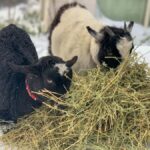 Oberon: Breaky with The Crew - Animal Lover Experience! - Meeting Point and Practical Details