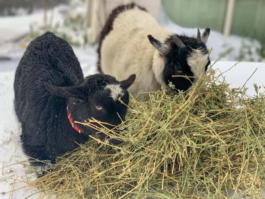 Oberon: Breaky with The Crew - Animal Lover Experience! - Meeting Point and Practical Details