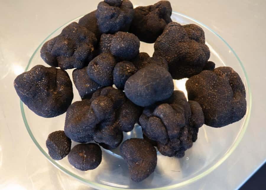 Oberon: Truffle Hunt and Tasting Experience - Who Will Love This Tour?