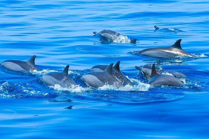 Observation DE Marine Mammals Dolphins and Ballenas EN Huatulco - The Itinerary Breakdown
