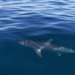 Ocean Safari Tour in Cabo San Lucas - A Deep Dive into the Ocean Safari Experience