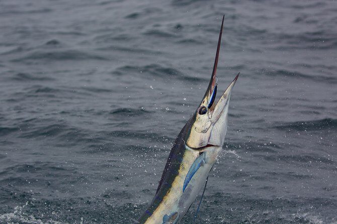 Offshore Sport & Flyfishing - 7 hours - The Itinerary Breakdown