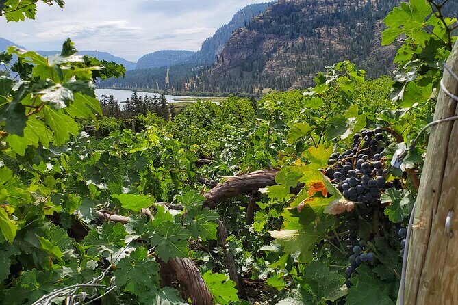 Okanagan Falls Private Wine Tour - Full Day - Authentic Experiences Highlighted by Reviews