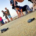 Olive Ridley Turtle Release Experience - Analyzing the Value and Practicalities