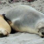 One Day Kangaroo Island Highlights Tour - Final Thoughts: Who Should Book?