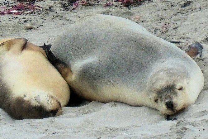 One Day Kangaroo Island Highlights Tour - Final Thoughts: Who Should Book?