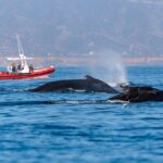 Open Boat Whale Watching - What to Expect from the Tour