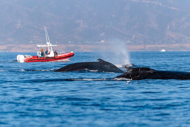 Open Boat Whale Watching - What to Expect from the Tour