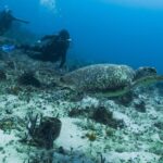 Open Water Course Cozumel - Why This Course Works for Different Travelers