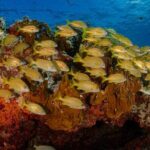 Open Water course Isla Mujeres - Who Should Consider This Course?