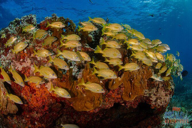 Open Water course Isla Mujeres - Who Should Consider This Course?