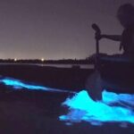 Orcas Island Bioluminescence Kayaking Tour - Exploring Orcas Island Bioluminescence Kayaking Tour: A Complete Guide