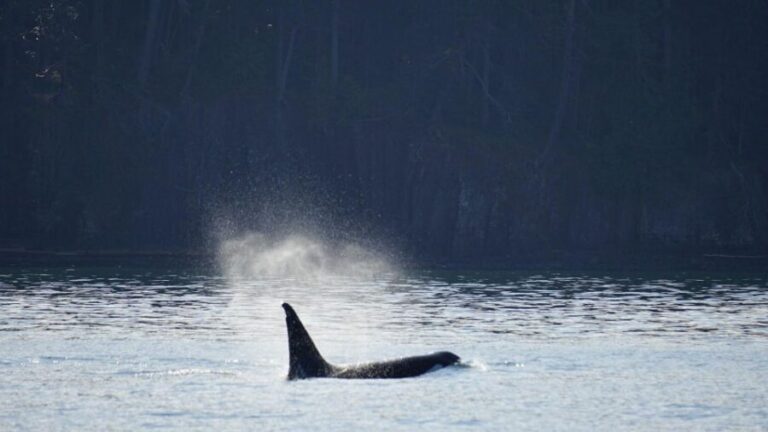 Orcas Island: Orca Whales guaranteed boat tour - Evaluation of the Cost and Value