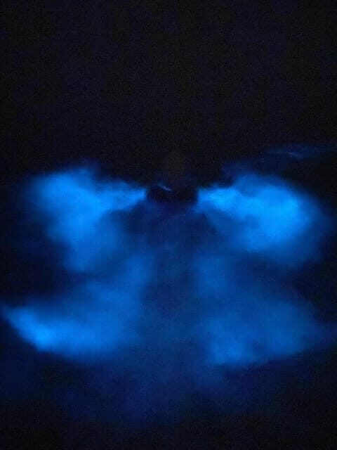 Orlando: Bioluminescence Kayak Tour - Who Should Book This Experience?