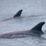 Orlando: Dolphin Clear Kayak or Paddle Board Adventure - The Experience Itself: What to Expect