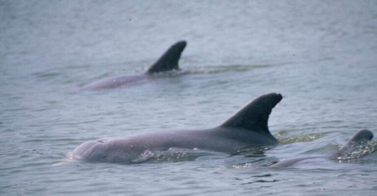 Orlando: Dolphin Clear Kayak or Paddle Board Adventure - The Experience Itself: What to Expect