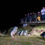 Otago Peninsula In-Depth Tour & Blue Penguins Pukekura Experience - Practical Considerations