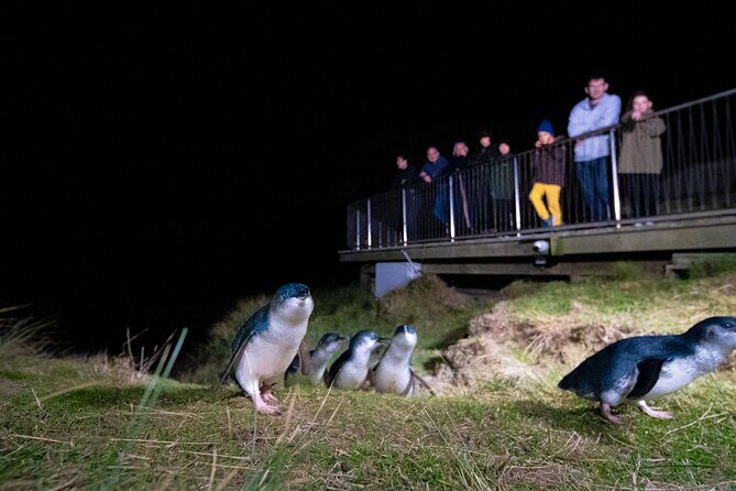 Otago Peninsula In-Depth Tour & Blue Penguins Pukekura Experience - Practical Considerations