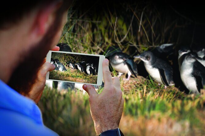 Otago Peninsula & Larnach Castle Shore Excursion - Final Thoughts: Who Is This Tour Best For?