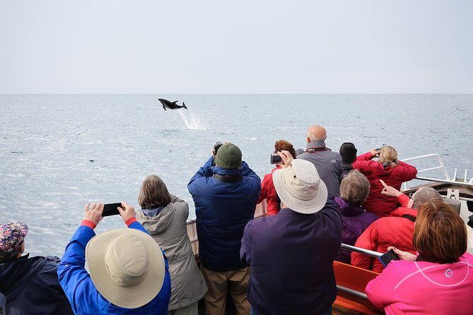 Otago Peninsula Wildlife Cruise with Monarch - The Wildlife and Scenery: A Closer Look