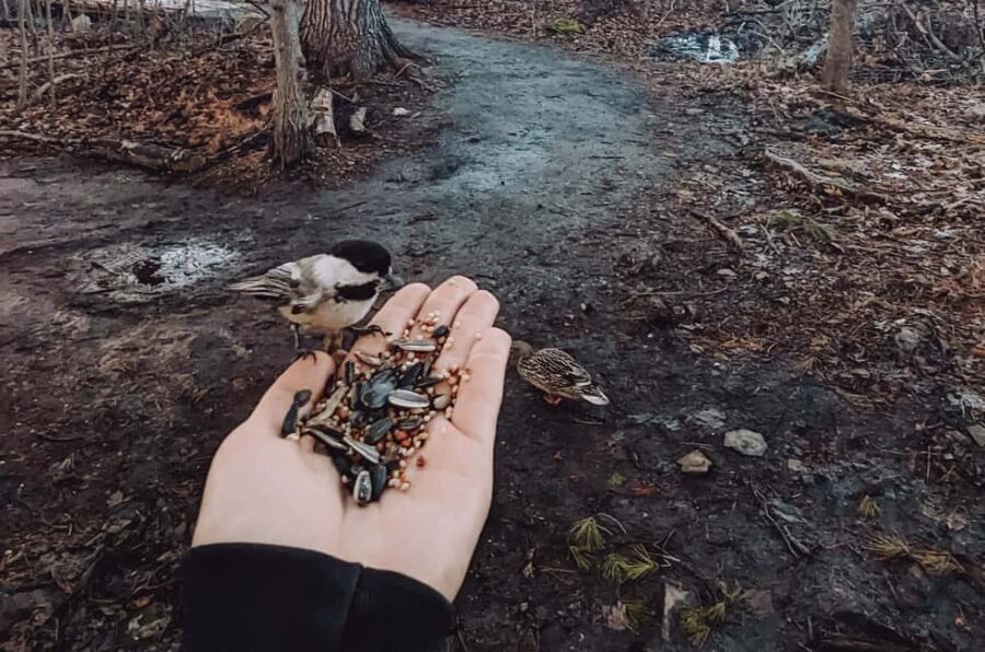 Ottawa: Guided Nature Walk & Wildlife Tour with Hotel Pickup - Who Would Love This Tour?