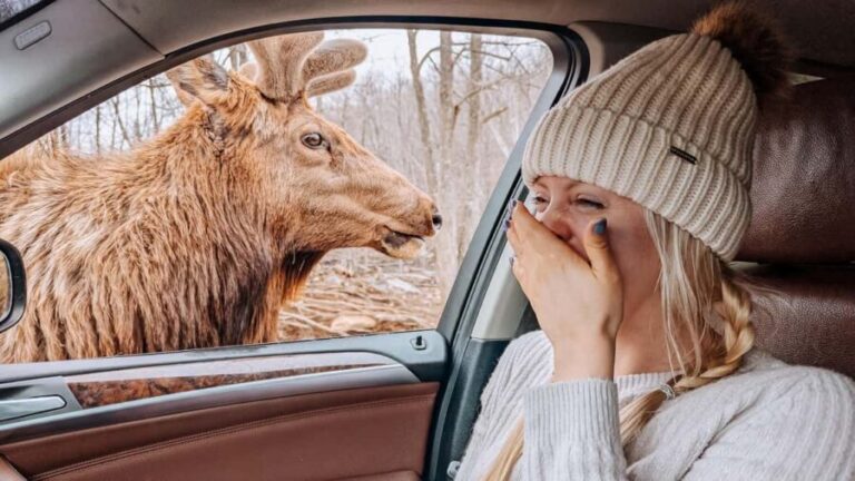 Ottawa: Private Wildlife Adventure Safari in Parc Omega - Animal Encounters and Photo Opportunities