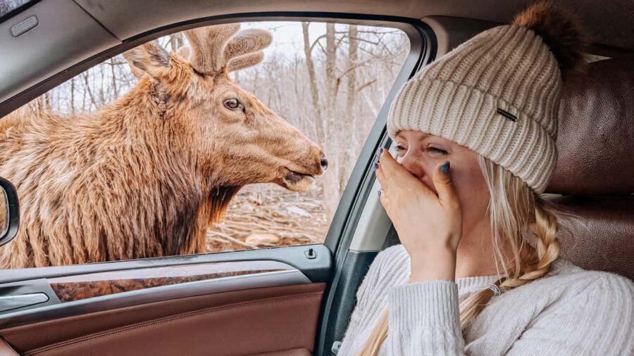 Ottawa: Private Wildlife Adventure Safari in Parc Omega - Animal Encounters and Photo Opportunities