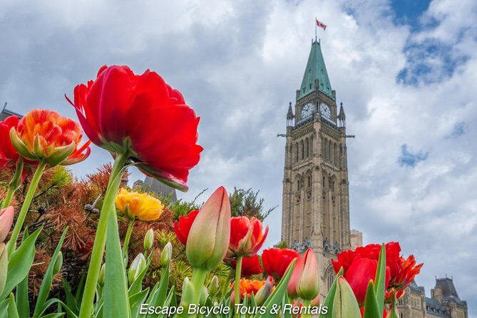 Ottawa Spring Tulip Festival Bike Tour - The Value of the Tour