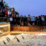 Otter Experience at Melbourne Zoo - excl. entry - Practical Details and Logistics