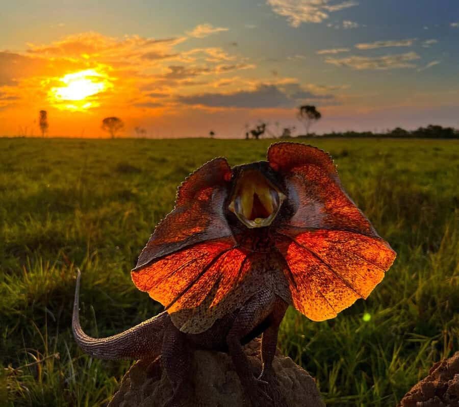 Outback Camp: Day Tour with Andrew Ucles - Why Choose This Tour? The Value Proposition