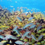 PADI Discover Scuba Diving for divers without certification - Practical Details and Tips