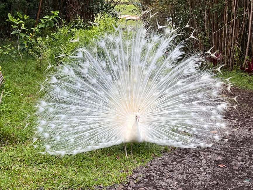 Pahoa: Ranch Tour with Animal Feedings and Interactions - Learning About Animal Care and Habitats