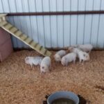 Pai Pai tour - The Sum Up